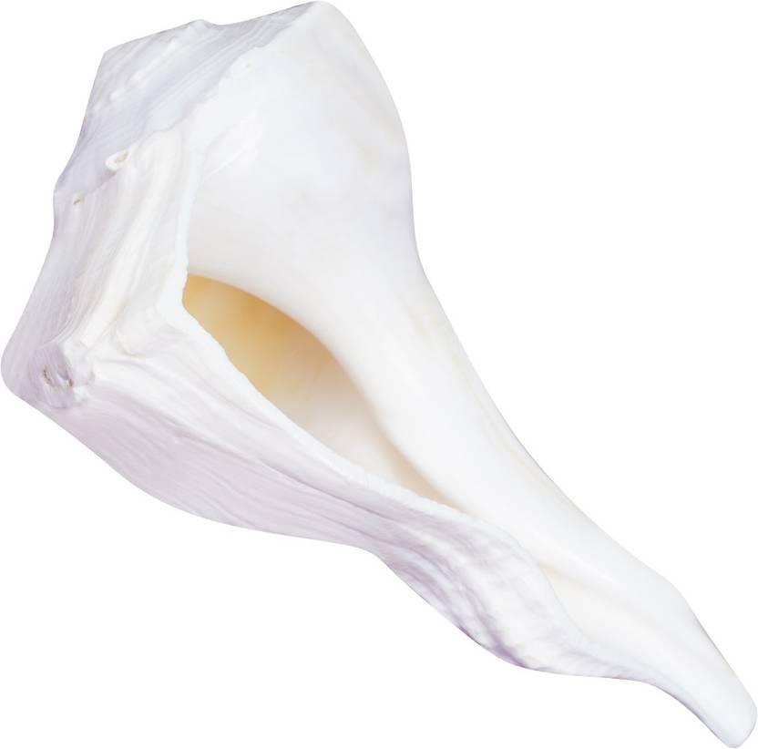 Adhi Siddhar Rudraksha Center Valampuri Maha Lakshmi Sangu 7inch ...