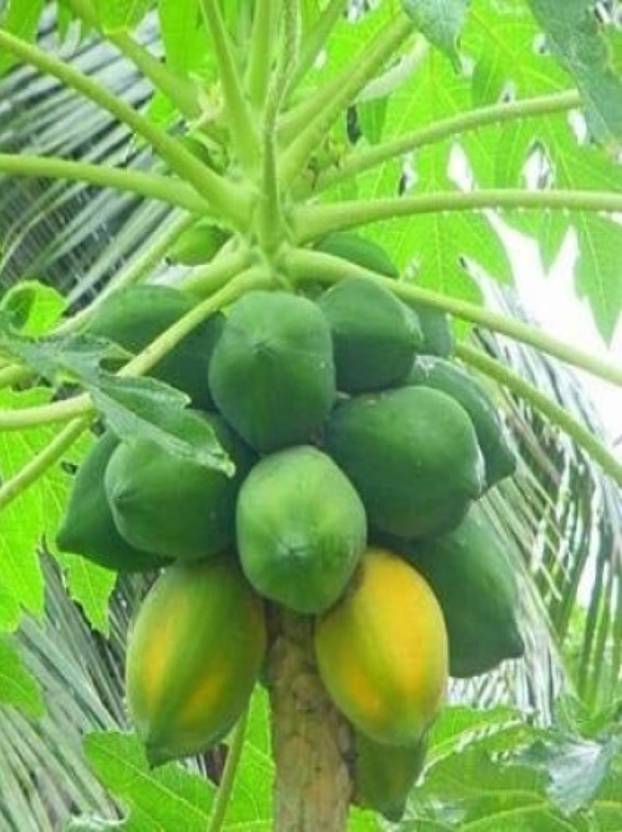 Wellspring PAPAYA (PAPITA) SEED PY1 BEST QUALITY HYBRID FRUIT SEED ...