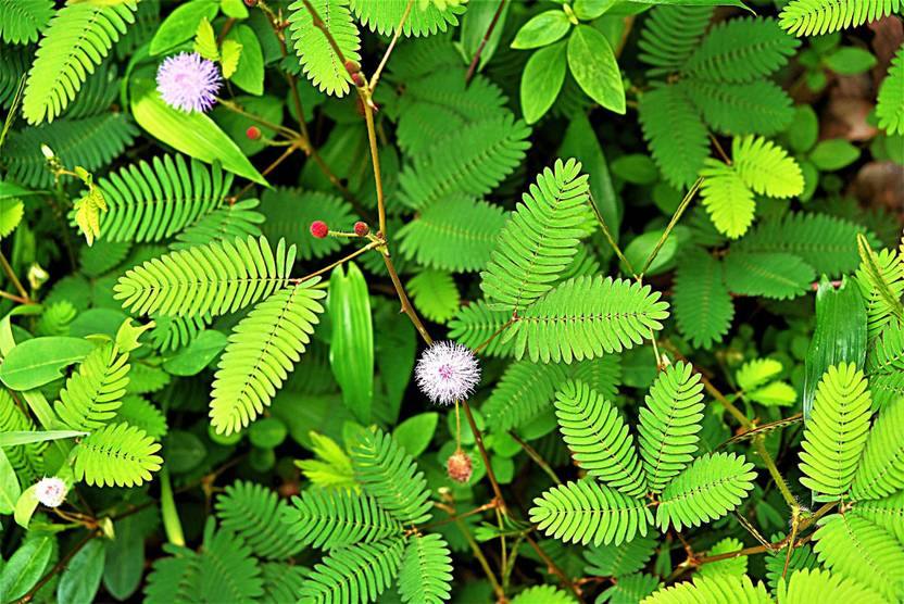 Green World CHUI MUI BEEJ / MIMOSA PUDICA / LAJWANTI / SHAME PLANT ...