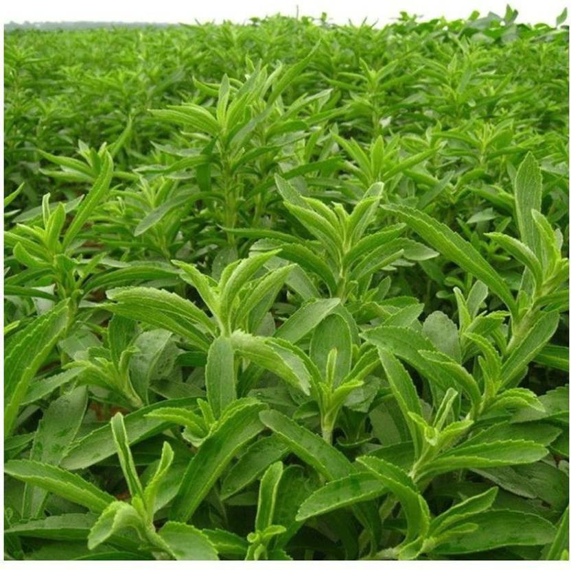 Paudha Stevia Sweet Leaves Seed Price in India - Buy Paudha Stevia ...