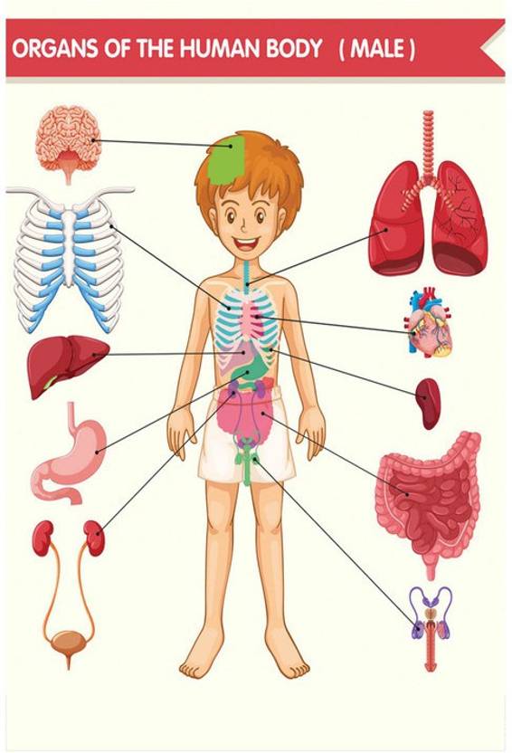 Wall Poster|Male Organs of the Human Body|Poster for Kids|Poster For ...