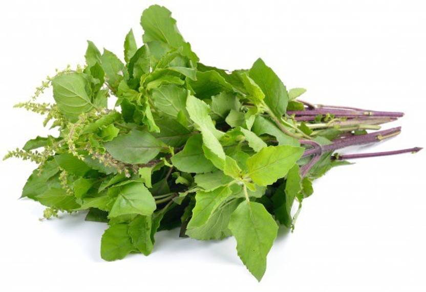 Paudha Tulsi Holy Basil Seed Price in India - Buy Paudha Tulsi Holy ...