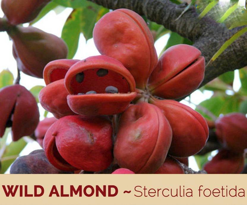 Green World STERCULIA FOETIDA / CHINA ALMOND / JAVA OLIVE TREE SEEDS ...