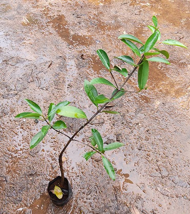Trothic Kundru/Ivy Gourd Plant Price in India - Buy Trothic Kundru/Ivy ...