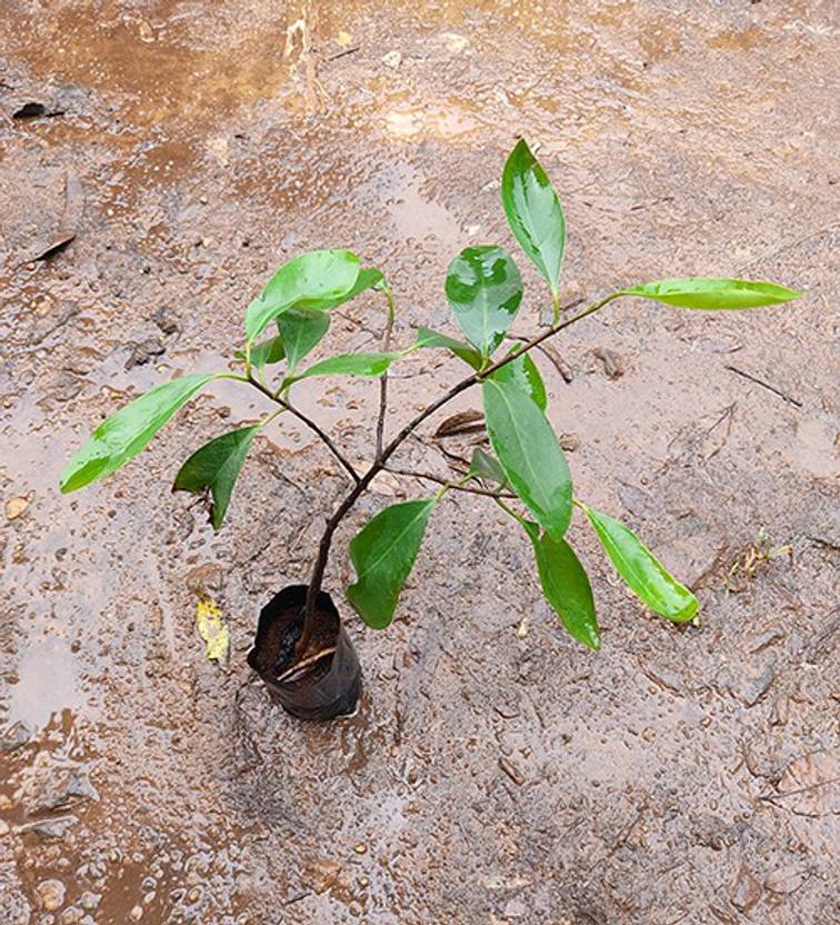 Trothic Kundru/Ivy Gourd Plant Price in India - Buy Trothic Kundru/Ivy ...