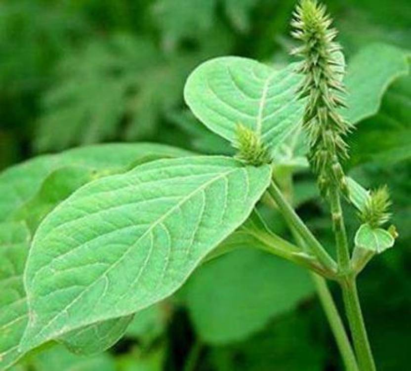 JaiBabaBhimsen Apamarg, Chirchiri, Achyranthes aspera Seed Price in ...