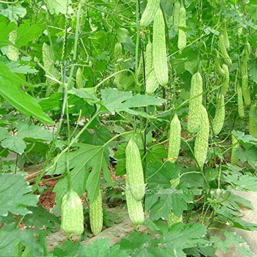 GROUNDOXY BEST QUALITY HYBRID BITTER GOURD(KARELA) SEEDS FOR YOUR HOME ...