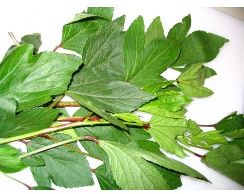 rmd Ambada/Gongura Seed Price in India - Buy rmd Ambada/Gongura Seed ...