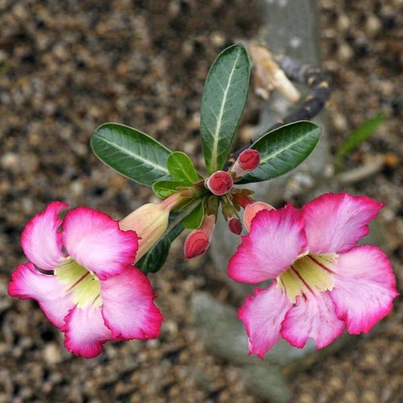 Pearl ™ Rare Species Desert Rose Seeds(50 Seeds) Seed Price in India ...