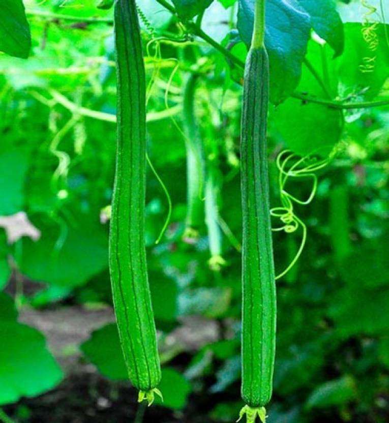 GROUNDOXY BEST QUALITY HYBRID SPONGE GOURD(TORI) VEGETABLE SEEDS FOR ...