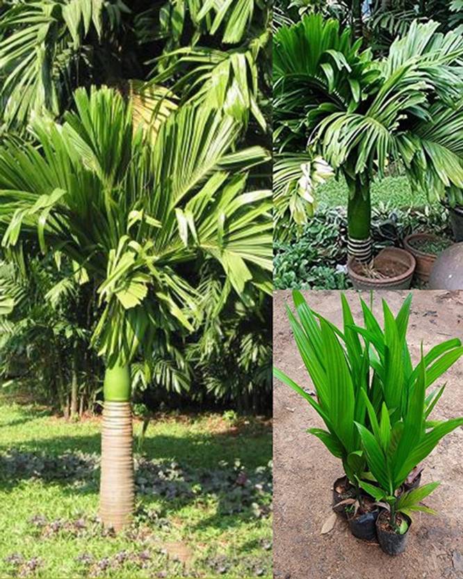 LushGreen Betel Nut/Supari Plant Price in India - Buy LushGreen Betel ...