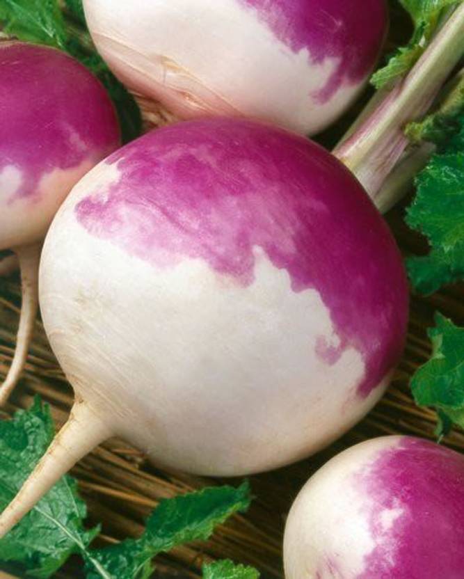 Green World TURNIP IMPORTED/ SALJAM SEEDS FOR KITCHEN GARDENING (20 ...