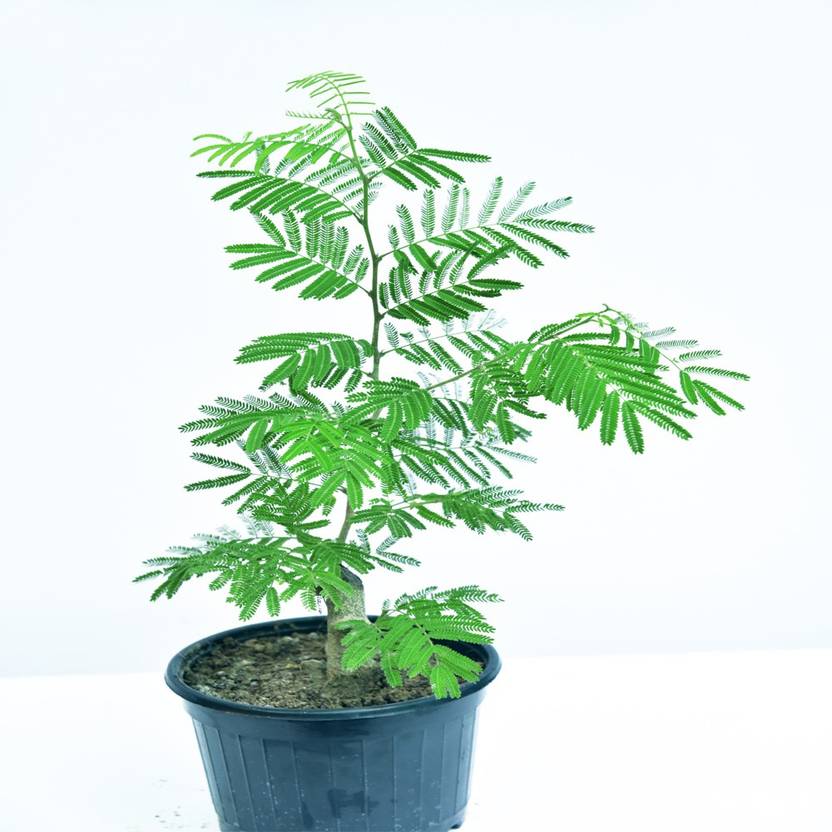 GREENWAYNURSERY Shami/Jand Plant Price in India - Buy GREENWAYNURSERY ...