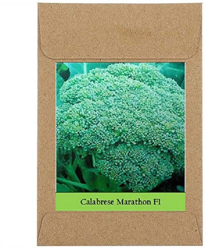 CYBEXIS Guarenteed Germination Broccoli Marathon Seeds1000 Seeds Seed ...
