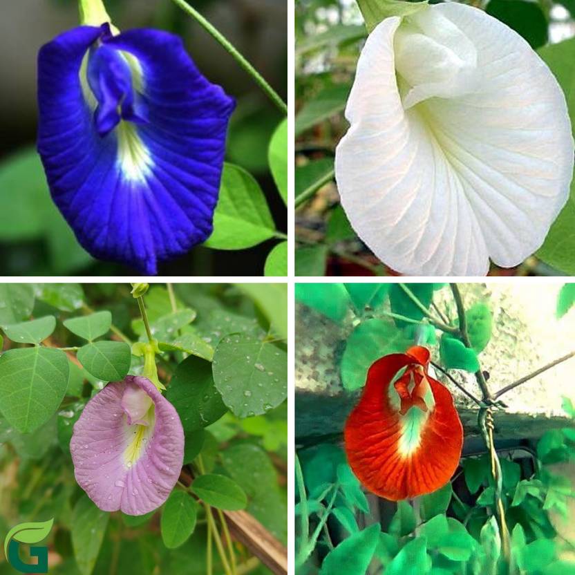 GARDENING CROP Aparajita Mixed Colour, Neelkanth Flower, Butterfly Pea ...