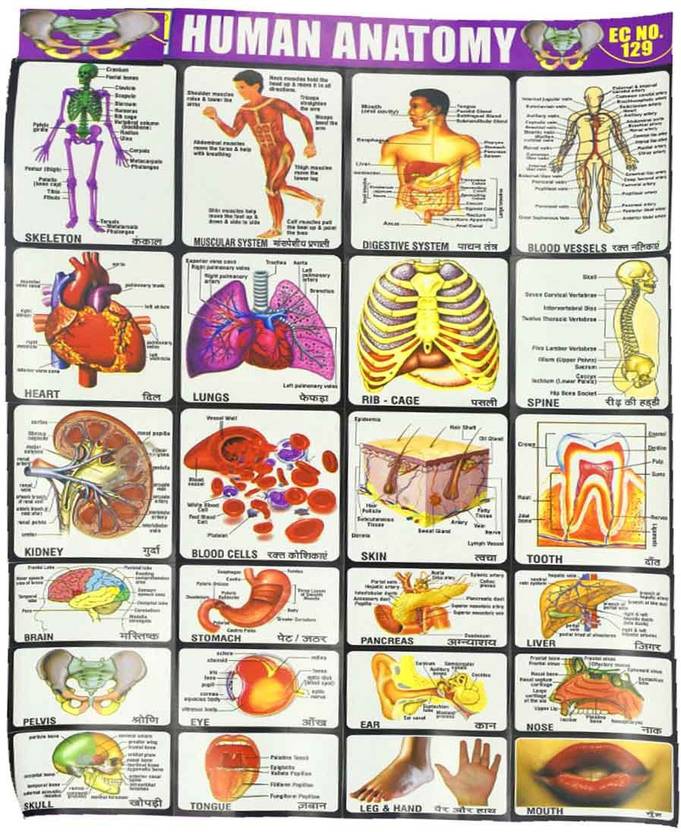 AFH 22 cm Human Anatomy Science Project Chart Sticker Pack of 2 ...