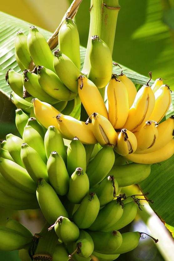SAVE GREEN Banana Plant Price in India - Buy SAVE GREEN Banana Plant ...