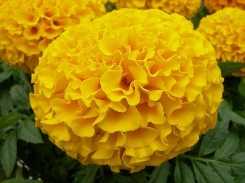 KANAYA African Marigold/ Gainda Flower Seed Price in India - Buy KANAYA ...