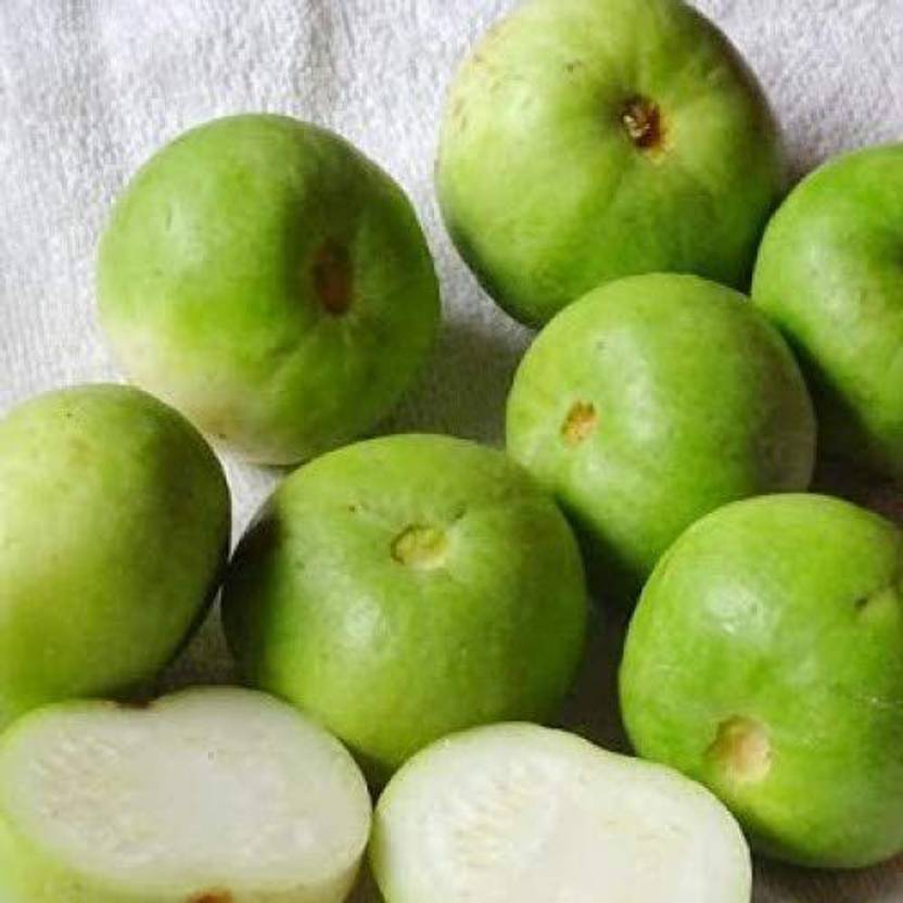 JRYU Tinda Vegetable F1 Hybrid Seeds for Home Gardening Seed Price in ...