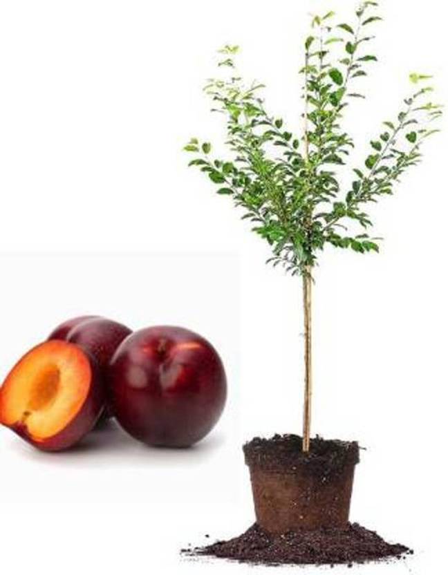 PLANTSNSEED Aloo Bukhara/Plum Plant Price in India - Buy PLANTSNSEED ...