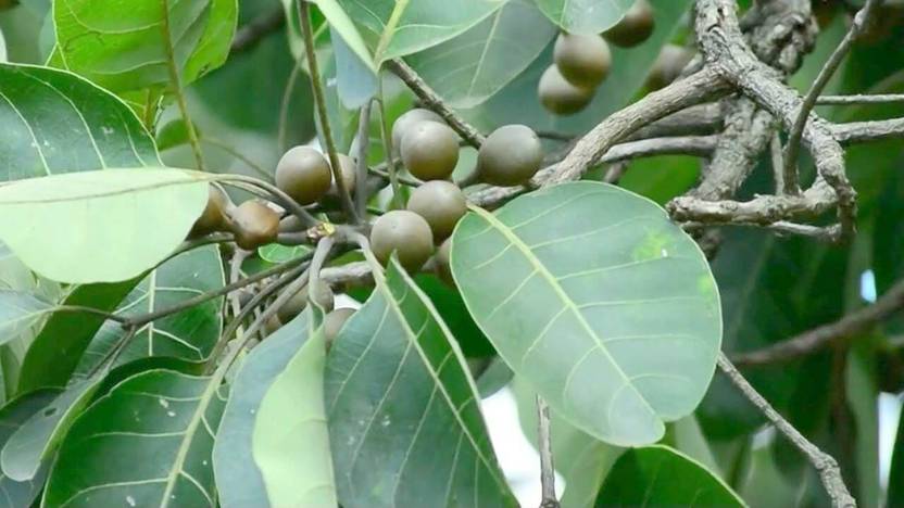 Green World BAHEDA / BAHERA / TERMINALIA BELLIRICA TREE SEEDS (100 ...