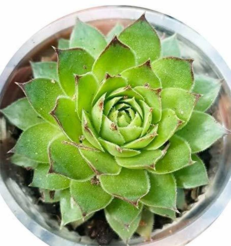 Corofitam Laxmi Kamal Plant Price in India - Buy Corofitam Laxmi Kamal ...