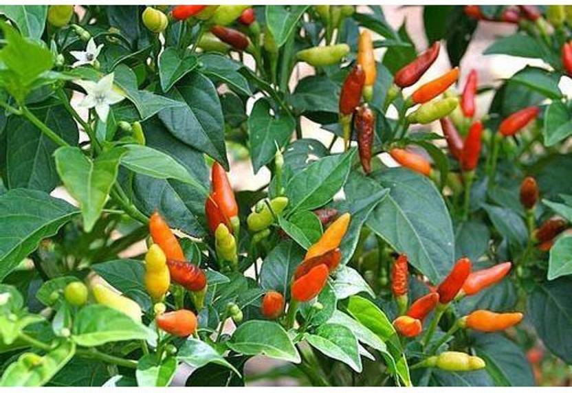 KUSH Eye Chilli (Dhani Lanka) Very Hot Seed Price in India - Buy KUSH ...