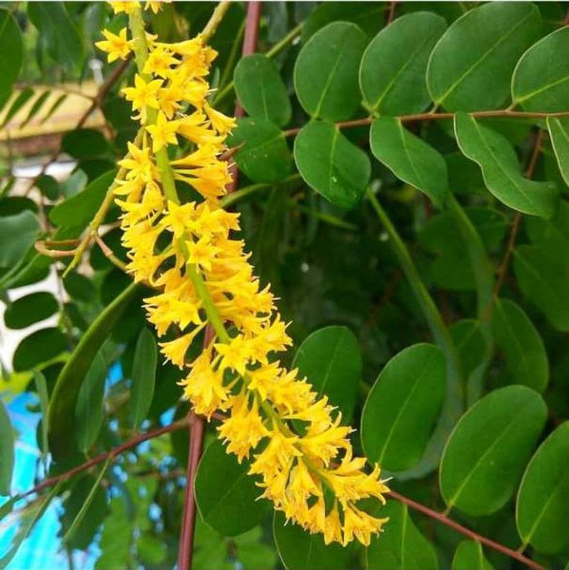 RAKTH CHANDAN BEEJ KENDRA RED SANDAL WOOD SEED, RAKT CHANDAN BEEJ ...