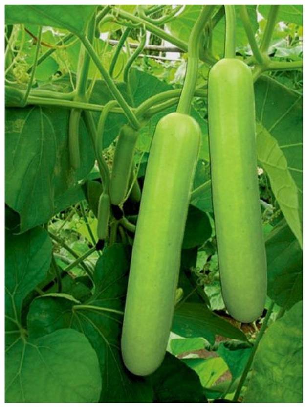 Organic Galaxy Fresh VNR Botlle Gourd (lokki) Vegetable Hybrid Seed ...