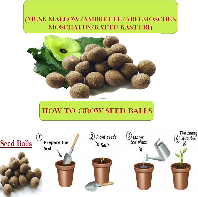 MGBN EASY GROW SEEDBALLS-GROWABLE SEED BALLS OF MUSKDANA(MUSK MALLOW ...
