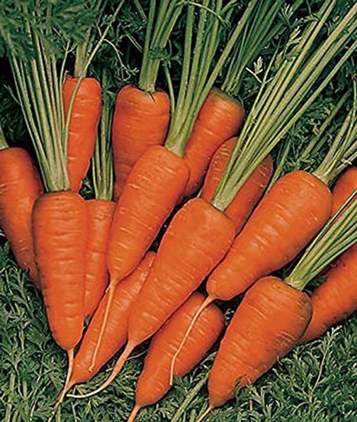 Flowtine Gajar Seed Price in India - Buy Flowtine Gajar Seed online at ...