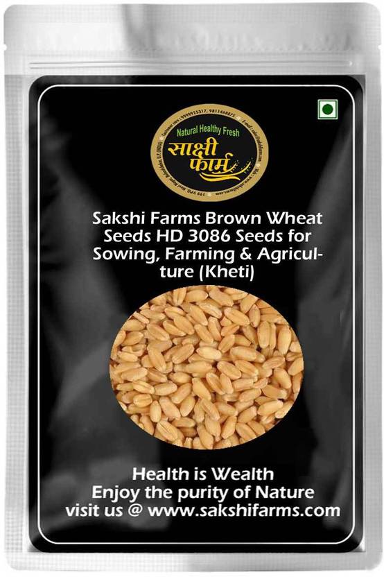 Sakshi Farms Brown Wheat Seeds, HD 3086 Wheat Seeds for Sowing, Farming ...