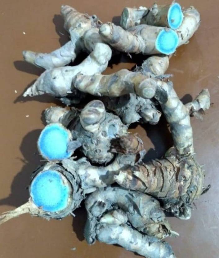 Pioneer Natural Kari Manjal, Black Turmeric, Nalla Pasupu, Nomen Nudum ...