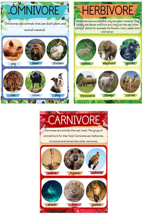 Educational Sticker Poster|Carnivore, Herbivore, Omnivore|Wall Poster ...