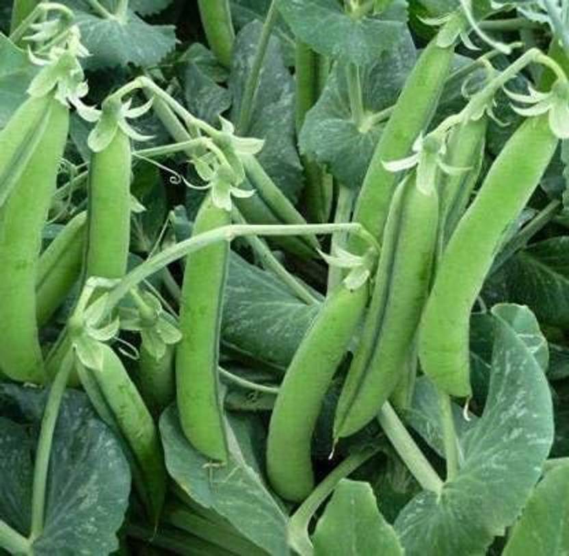 KANAYA Peas Seeds( Matar Ke Beej) Seed Price in India - Buy KANAYA Peas ...