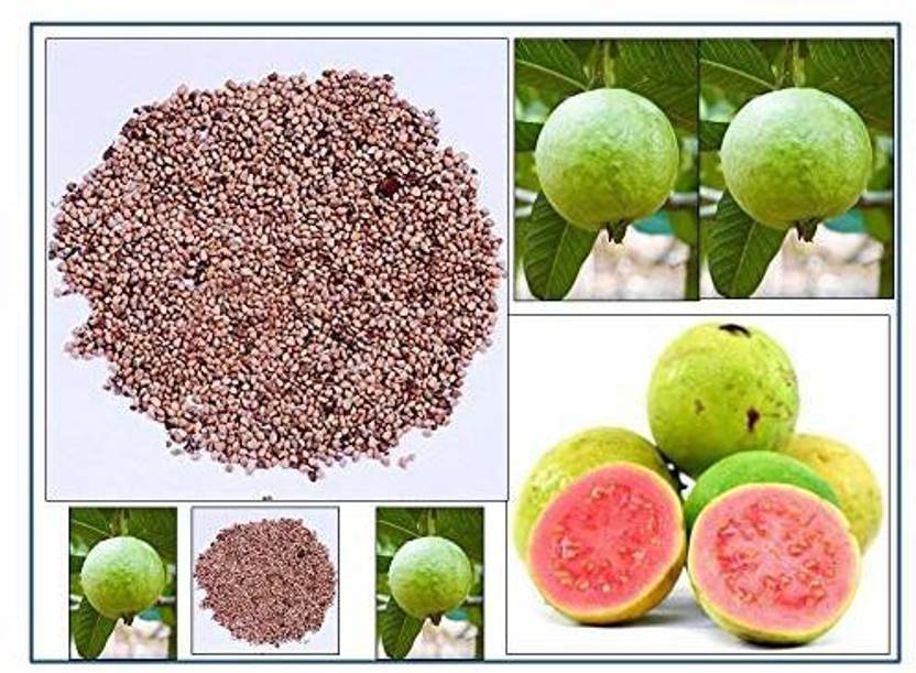 KANAYA Guava/Amrood/Amrud Fruit Plant Seed Price in India - Buy KANAYA ...