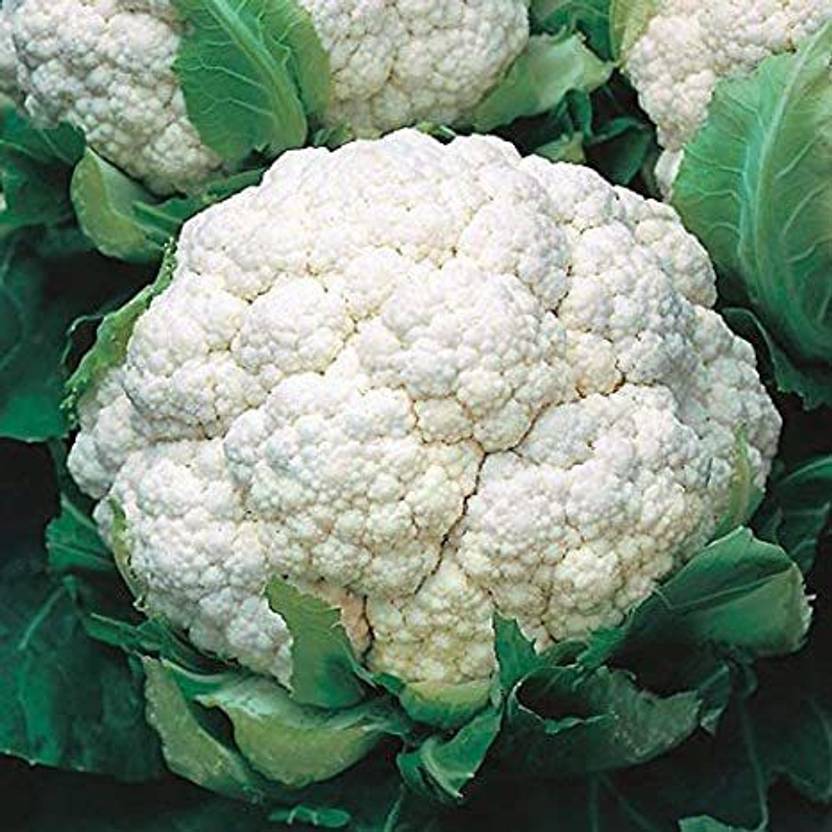 ANDOR गोभी Cauliflower Phool Gobhee/Phul Gobhi Seed Price in India ...
