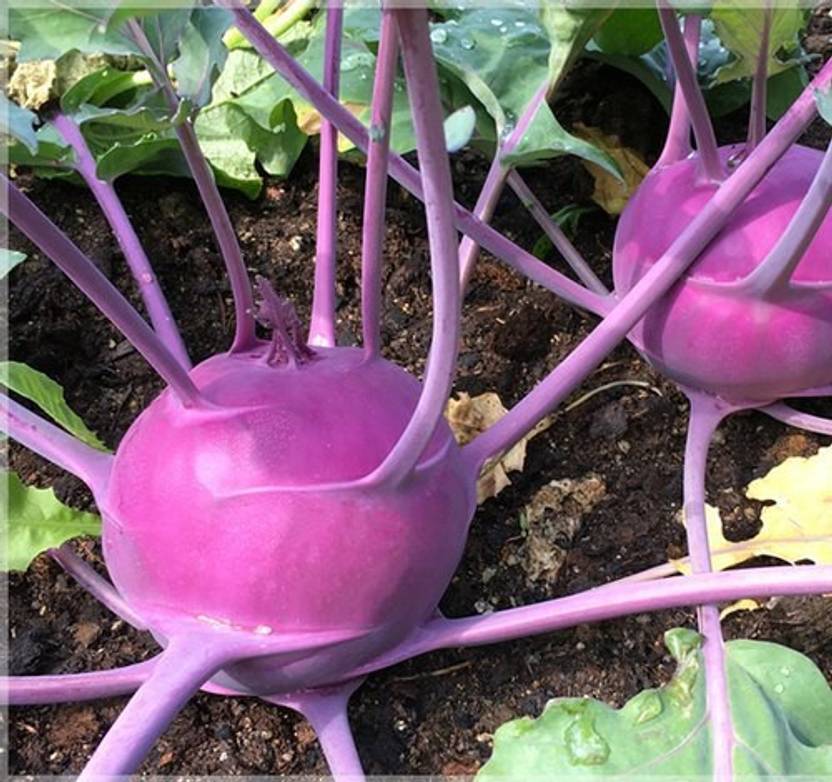 Mozette Hybrid Knol-knol purple Seed Price in India - Buy Mozette ...