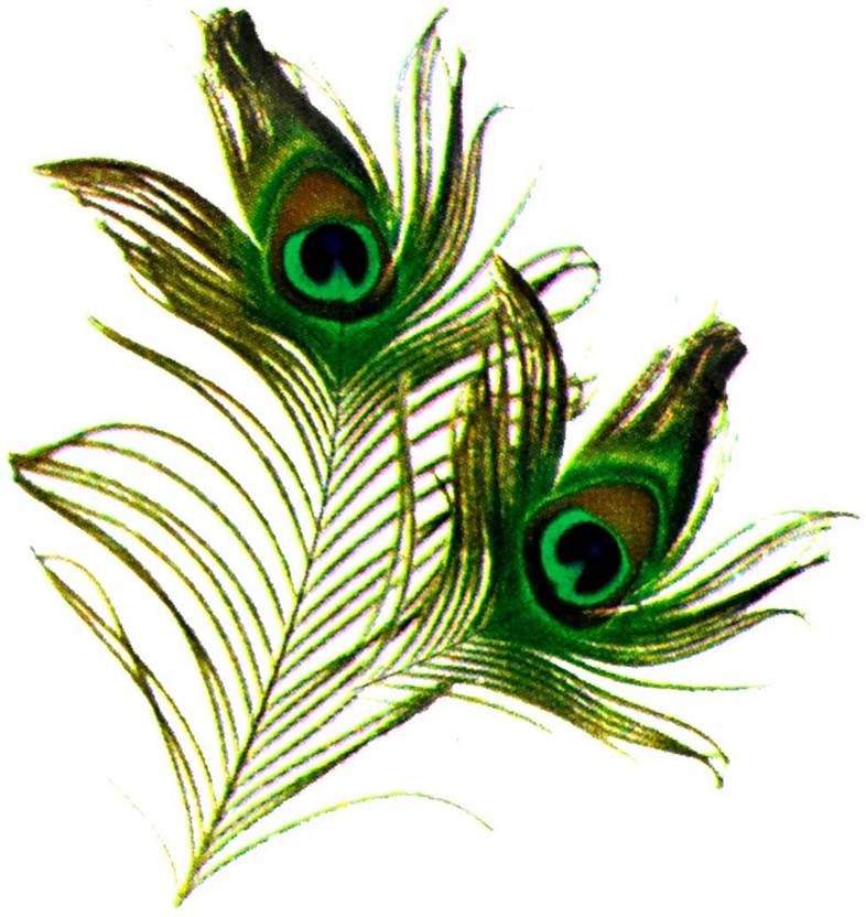 AFH Peocock Two Feathers (Mor Pankh) Waterproof Temporary Body Tattoo ...