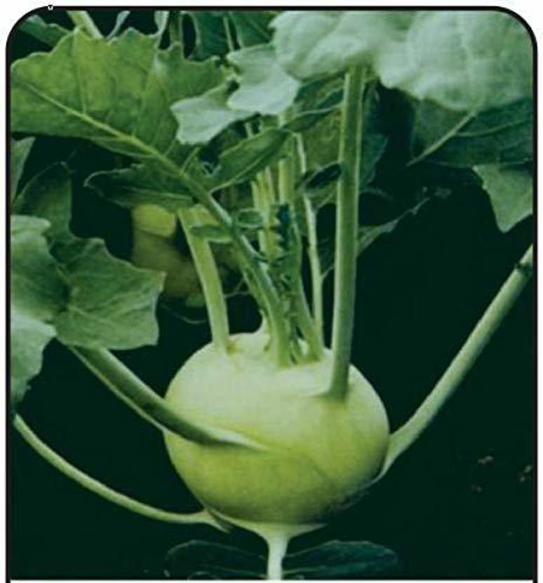 KANAYA Knol Khol Vegetable Fresh Hybrid Seed Price in India - Buy ...