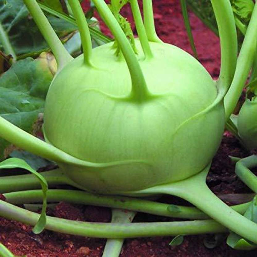 KANAYA Hybrid Knol Khol White Vegetable Seed Price in India - Buy ...