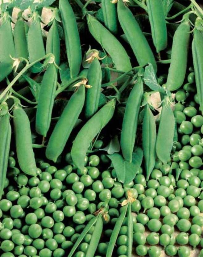 Cera Wares Matar Seed Price in India - Buy Cera Wares Matar Seed online ...