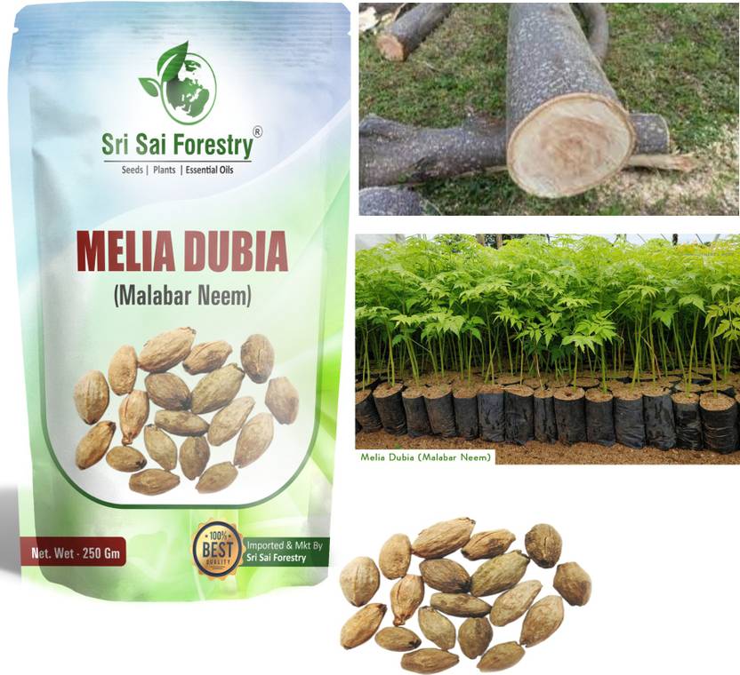 SRI SAI FORESTRY Melia Dubia, Malabar Neem,Hebbevu Fast Growing Tree ...