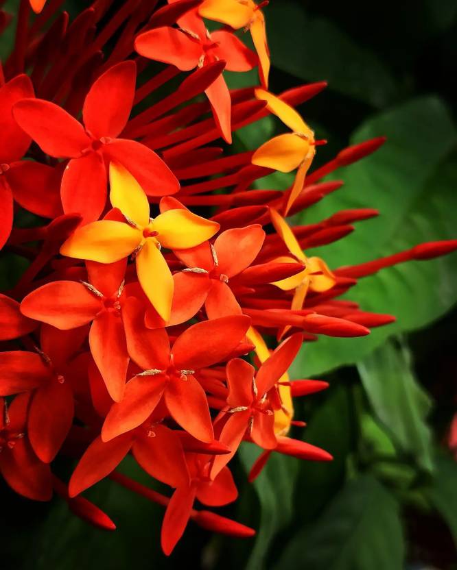 Cloud Farm Trothic Ixora/Chethi Plant Price in India - Buy Cloud Farm ...