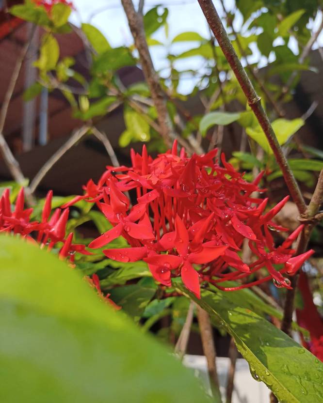 Cloud Farm Trothic Ixora/Chethi Plant Price in India - Buy Cloud Farm ...