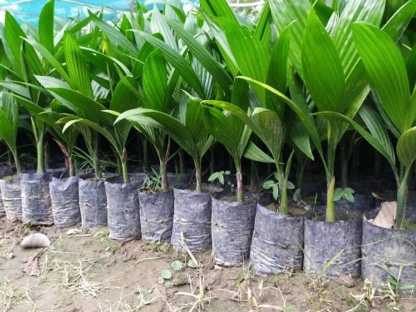 MiracleGarden Betel Nut/Supari Plant Price in India - Buy MiracleGarden ...