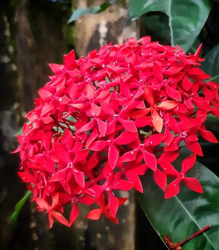 Dishani Trothic Ixora/Chethi Plant Price in India - Buy Dishani Trothic ...