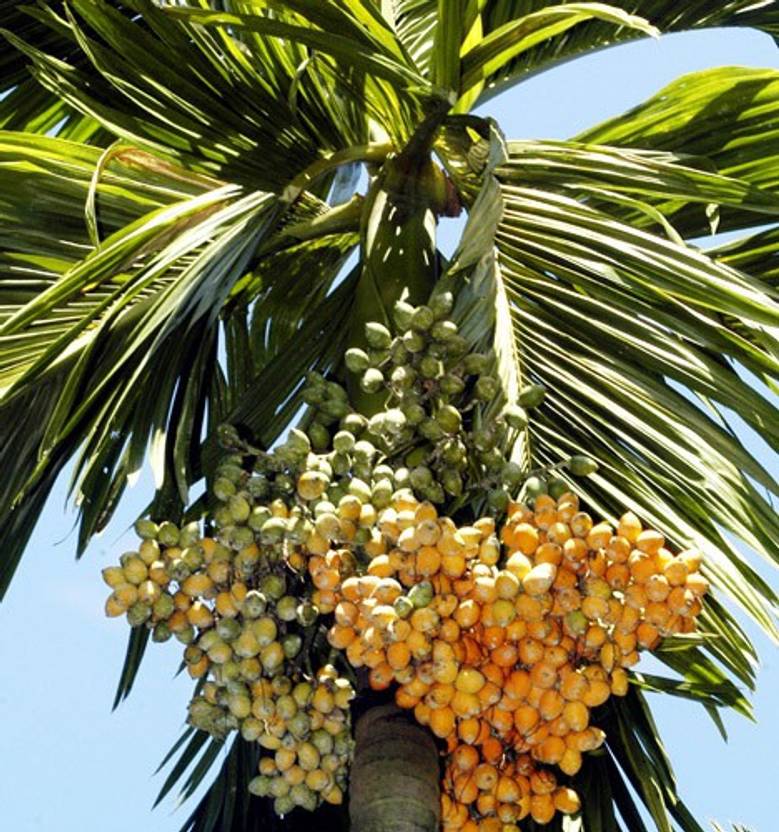 Platone Betel Nut/Supari Plant Price in India - Buy Platone Betel Nut ...