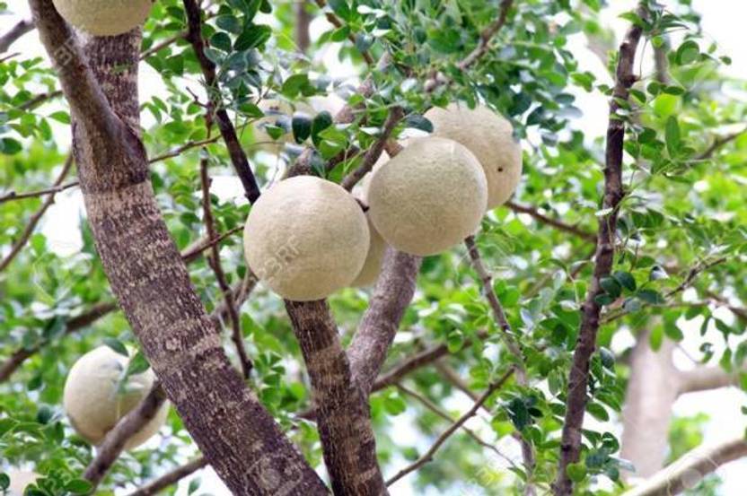 MAA Wood apple, Bel fruit, Kaitha, Katbel, Beal Fruit Seed Price in ...