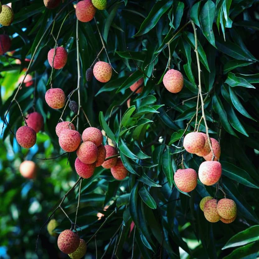 Cloud Farm Litchi Plant Price in India - Buy Cloud Farm Litchi Plant ...